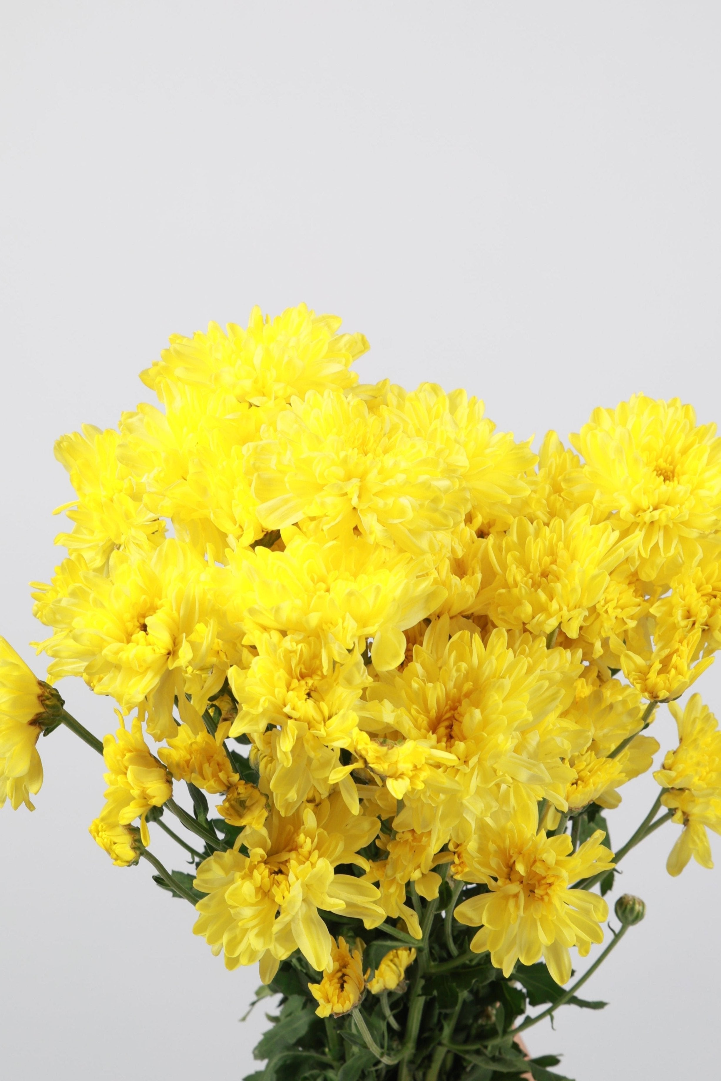 Aster Kuning – rabelo-id